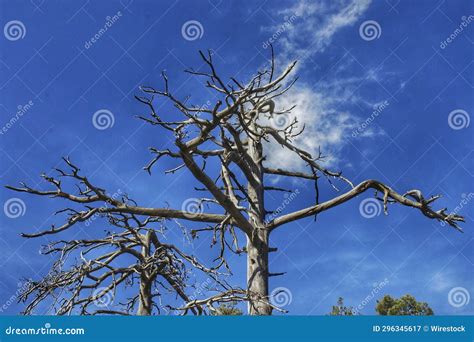 Scenic View Of Several Dead Trees Against A Vibrant Blue Sky In Serbia