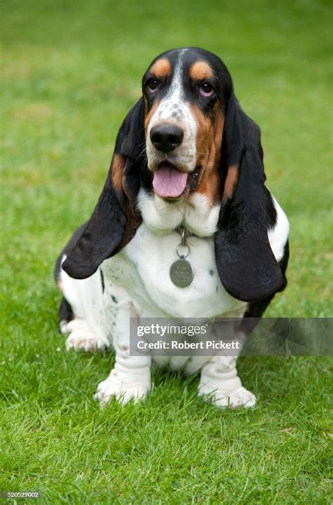 Black Basset Hound