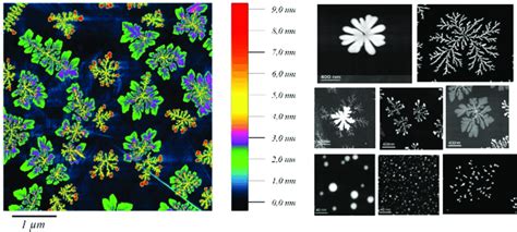 Different Morphologies Obtained Through Self Organization And Driven Download Scientific