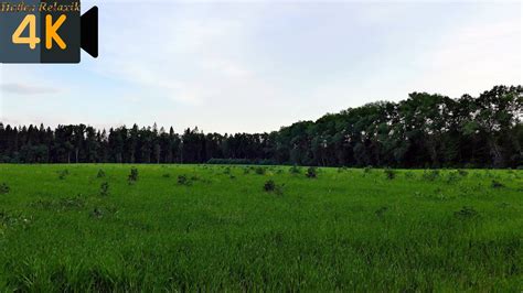 Зеленое Красочное поле ранним летом 4К Звонкое Пение луговых птиц Youtube