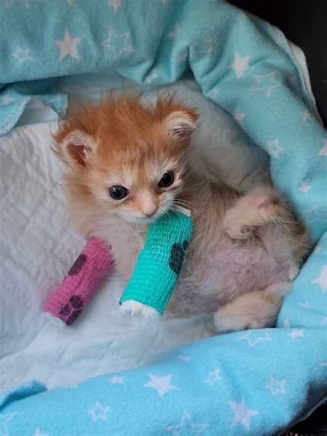 El Gato Que Ganó Corazones Con Su Valentía Recordando A Tater Tot
