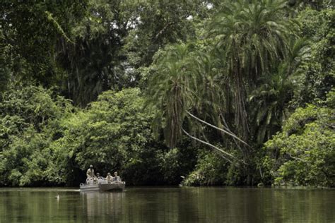 The Wildlife Of The Congo Rainforest Discover Africa
