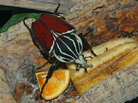 Goliath Beetle L Remarkable Giant Our Breathing Planet