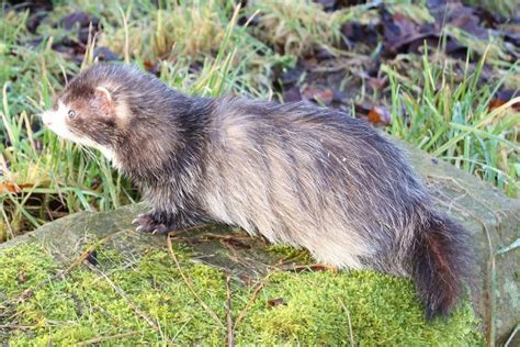 Ferret Colour Chart Ferret Colors Ferret Ferret Breeds
