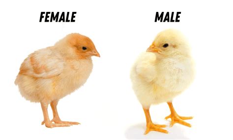 Isa Brown Hen Vs Rooster How To Spot The Difference