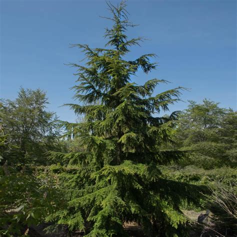 Canadian Hemlock Trees For Sale