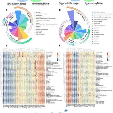 Details For All The Overlapped Genes A And B Venn Graph For All The
