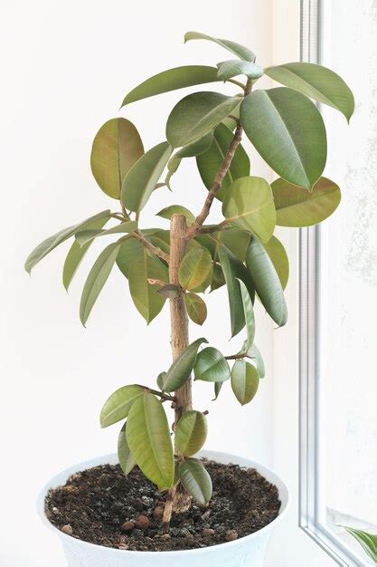 Premium Photo Ficus Elastic Plant Rubber Tree On A Windowsill Indoors