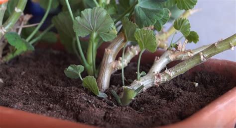 Есенно ПОДРЯЗВАНЕ на мушкатото как се прави за да не остане само на пръчки Инструкции За