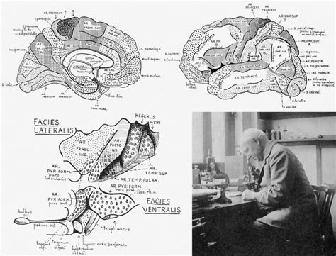 Upper Cortical Area Maps Of The Medial Facies Left And Convexity Download Scientific Diagram