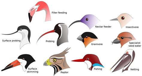 Sympatric Speciation