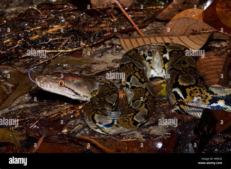 Python Python Reticulatus Fotos Und Bildmaterial In Hoher Auflösung Alamy