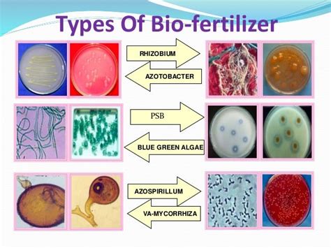 Types Of Biofertilizers