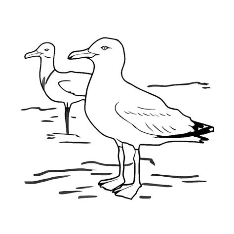 갈매기 색칠 공부 Kr에서 무료 색칠 공부