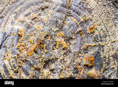 Tree Resin Hi Res Stock Photography And Images Alamy