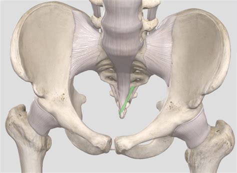 Pilonidal Sinusabscess Flashcards Quizlet