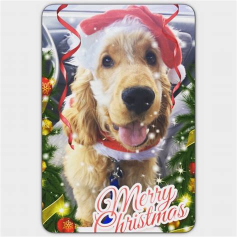 My Beautiful Cocker Spaniel Benson💕 My World💐 Animal Jokes Cocker