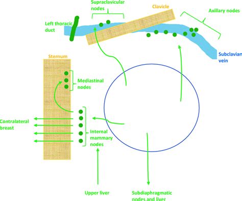 Doctors Gates Lymphatic Drainage In Axillary Lymph Nodes
