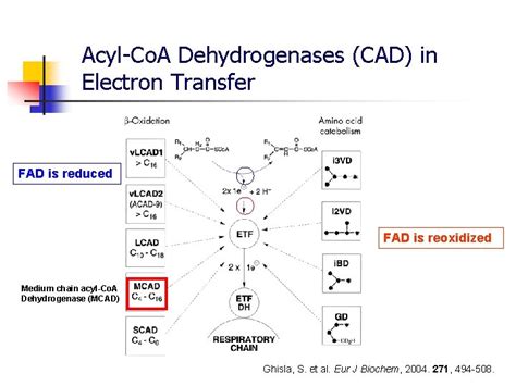 Calculation Of Reduction Potential Of FAD In MCAD