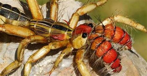 Gross Bugs Scariest Bugs List