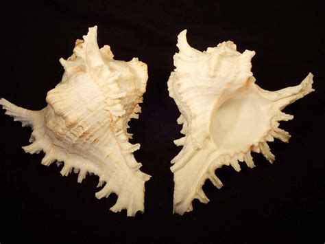 Giant Murex Seashells Natural Naturally Wild Australia