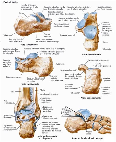 Calcagno Medicinapertuttiit