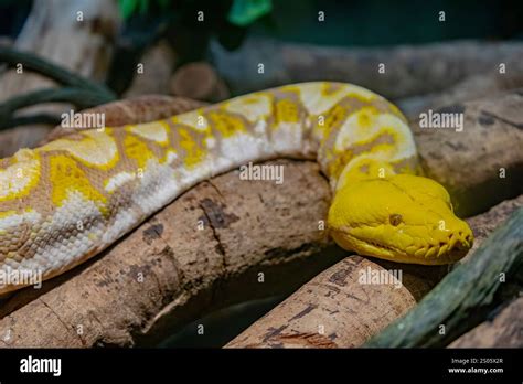 The Albino Purple Phase Reticulated Python Malayopython Reticulatus It Is A Species Of