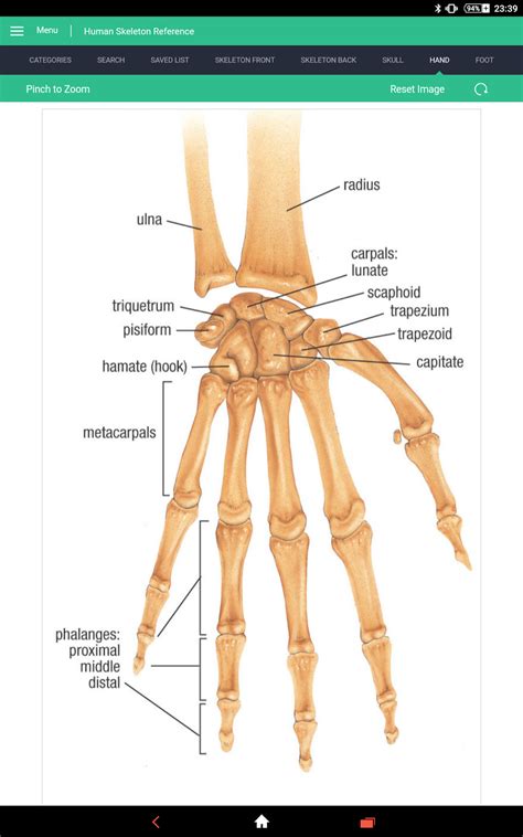 Human Skeleton Reference Guide Apk Pour Android Télécharger