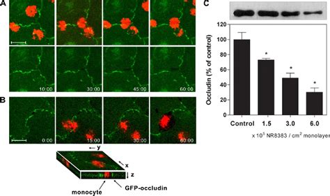 Figure 2 From The Faseb Journal • Fj Express Full Length Article
