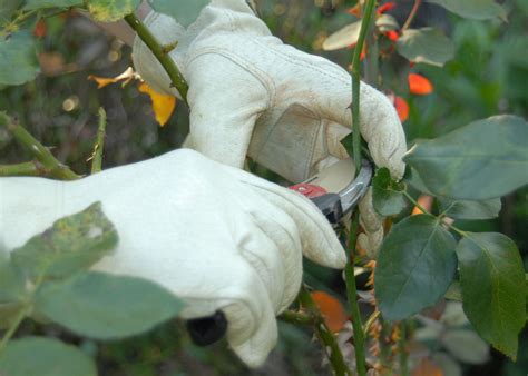 Roses Need Summer Care