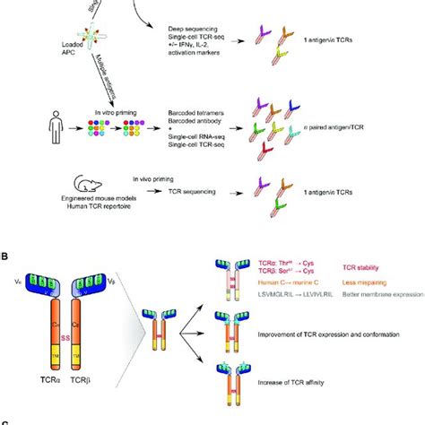 Tcr Identification Optimization And Validation A T Cells From