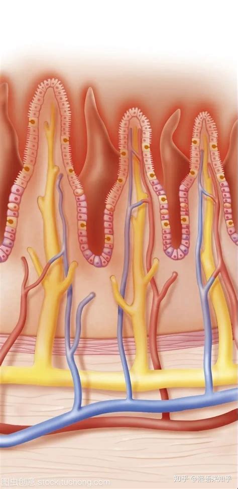 什么是毛细血管 知乎