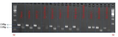 Amplification Pattern Of 12 Selected Rice Varieties With Sf28 A Caps Download Scientific