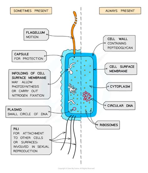 Edexcel A Snab A Level Biology 复习笔记6 2 1 Structure Of Bacteria