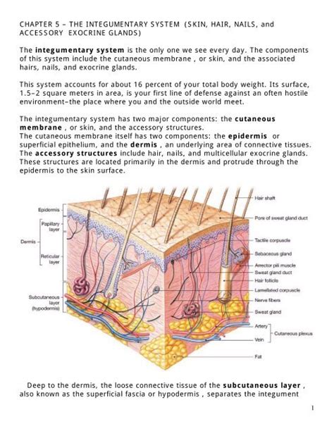 Chapter 5 The Integumentary System Skin Hair