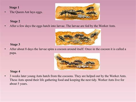 Ants Social Organisation And Types Of Nests Pdf Reproductive