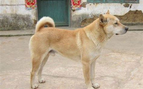 犬种百科之中华田园犬 中华 田园 幼犬 犬种 百科 新浪新闻