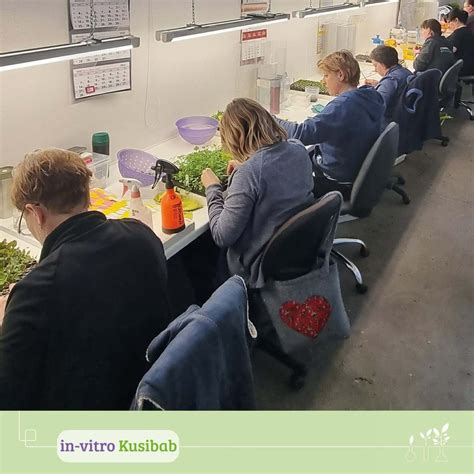 In Vitro Kusibab On Linkedin Invitroplants Invitropropagation