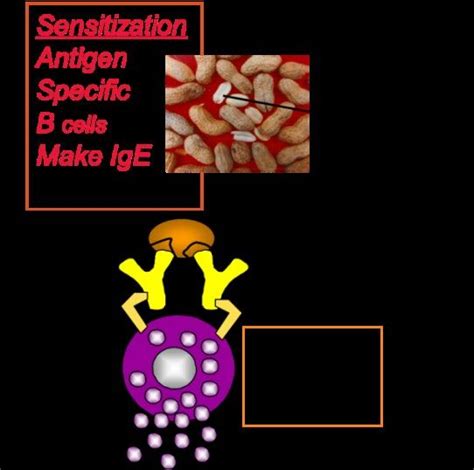 Allergenicity Risk Assessment Of Novel Proteins Gmos And New Foods