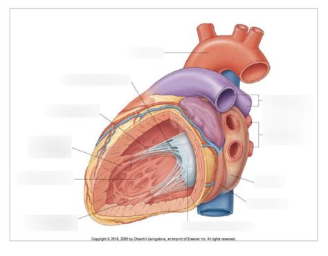Left Ventricle Diagram Quizlet