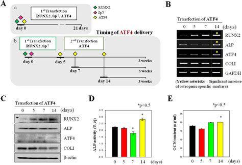 Transfection Of Hmscs With Runx2sp7 Followed By Atf4 A Schematic