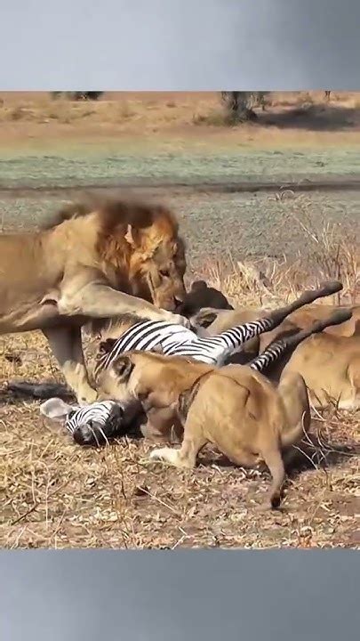 Tranding Love Fypシ゚viral Fyp Youtube