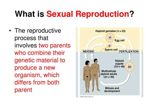 Ppt Meiosis Vocabulary Powerpoint Presentation Free Download Id