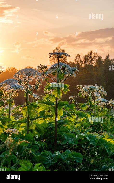 Cow Parsnip Heracleum Sosnowsky Field In Bright Sunset Light In