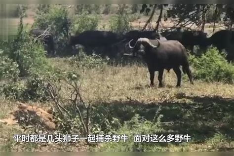 野牛见狮子落单直接冲了过去一言不合就开打镜头记录精彩画面 狮子 野牛 镜头