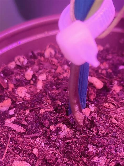 Some Sort Of Root Rot Rpeppers
