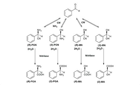 Formation Of Phenylglycinonitrile And Mandelonitrile From Benzaldehyde
