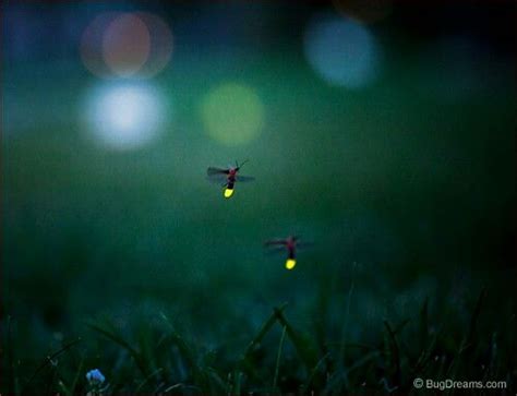 Fireflies In Summer Firefly Firefly Photography Catching Fireflies