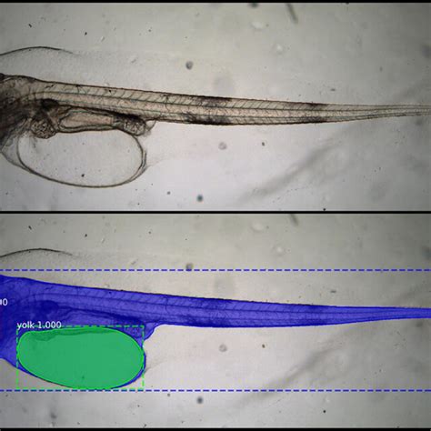 An Illustration Of The Mask R Cnn Neural Network Output Data Bottom
