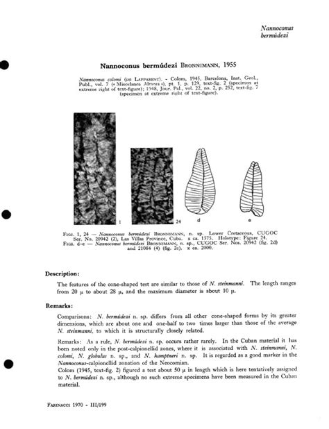Nannoconus Bermudezi